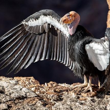 California Condors: Recovery from the Brink of Extinction – Wings and ...